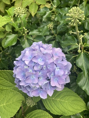 Hydrangea nikko blue | Shrubs | Turlough Nursery