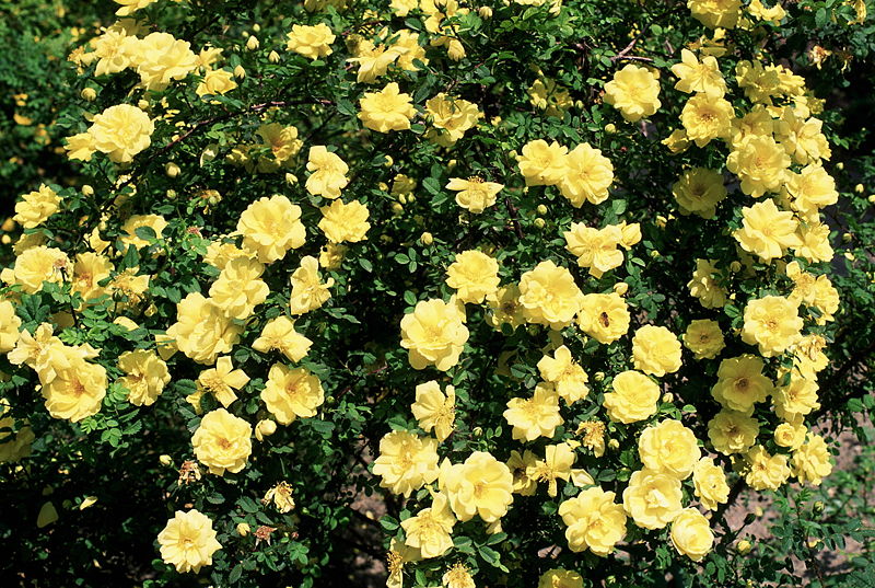 Rosa Yellow Fairy | Roses | Turlough Nursery